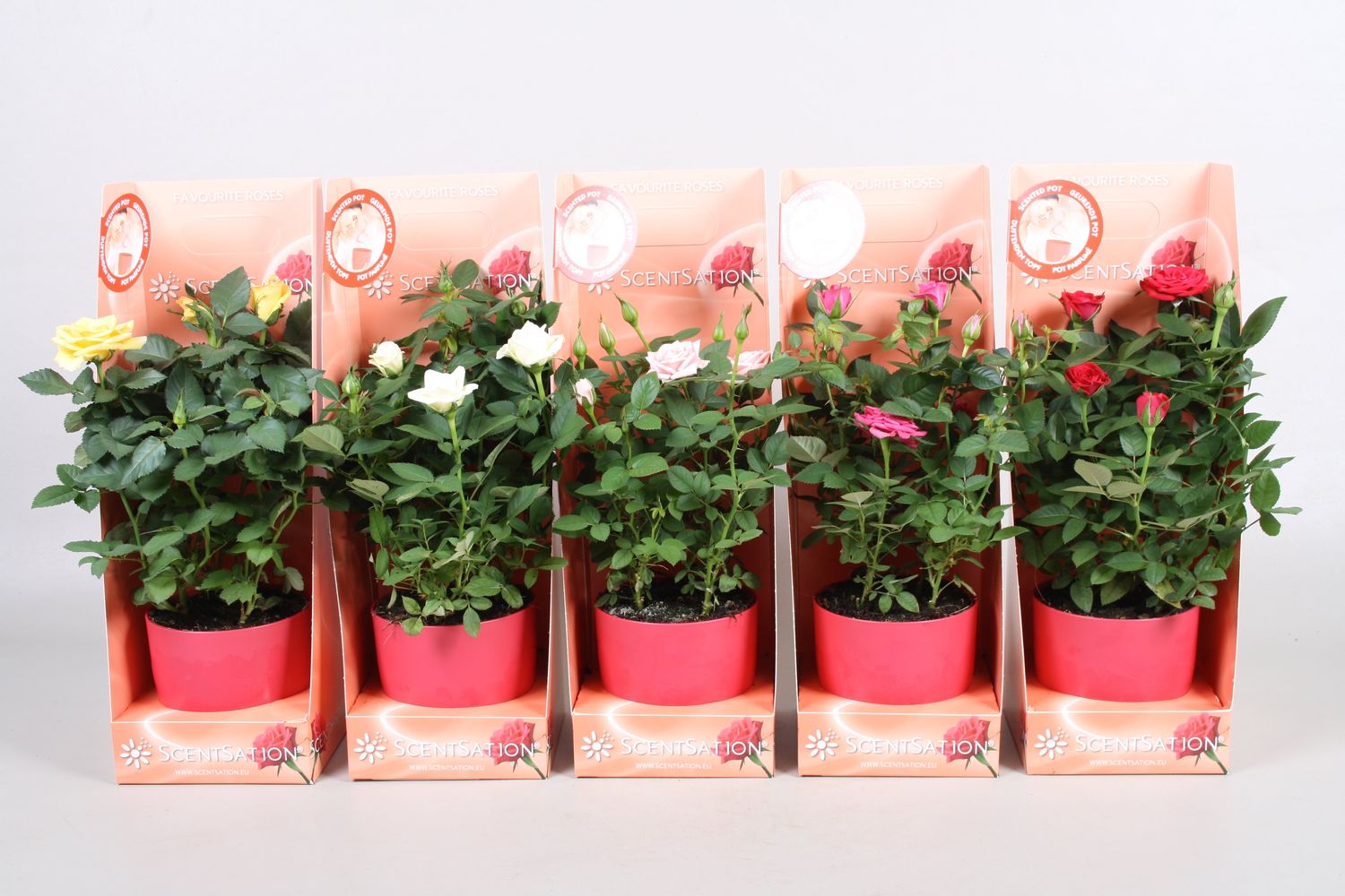 Rosa FAVOURITE ROSES MIX — Plant Wholesale FlorAccess
