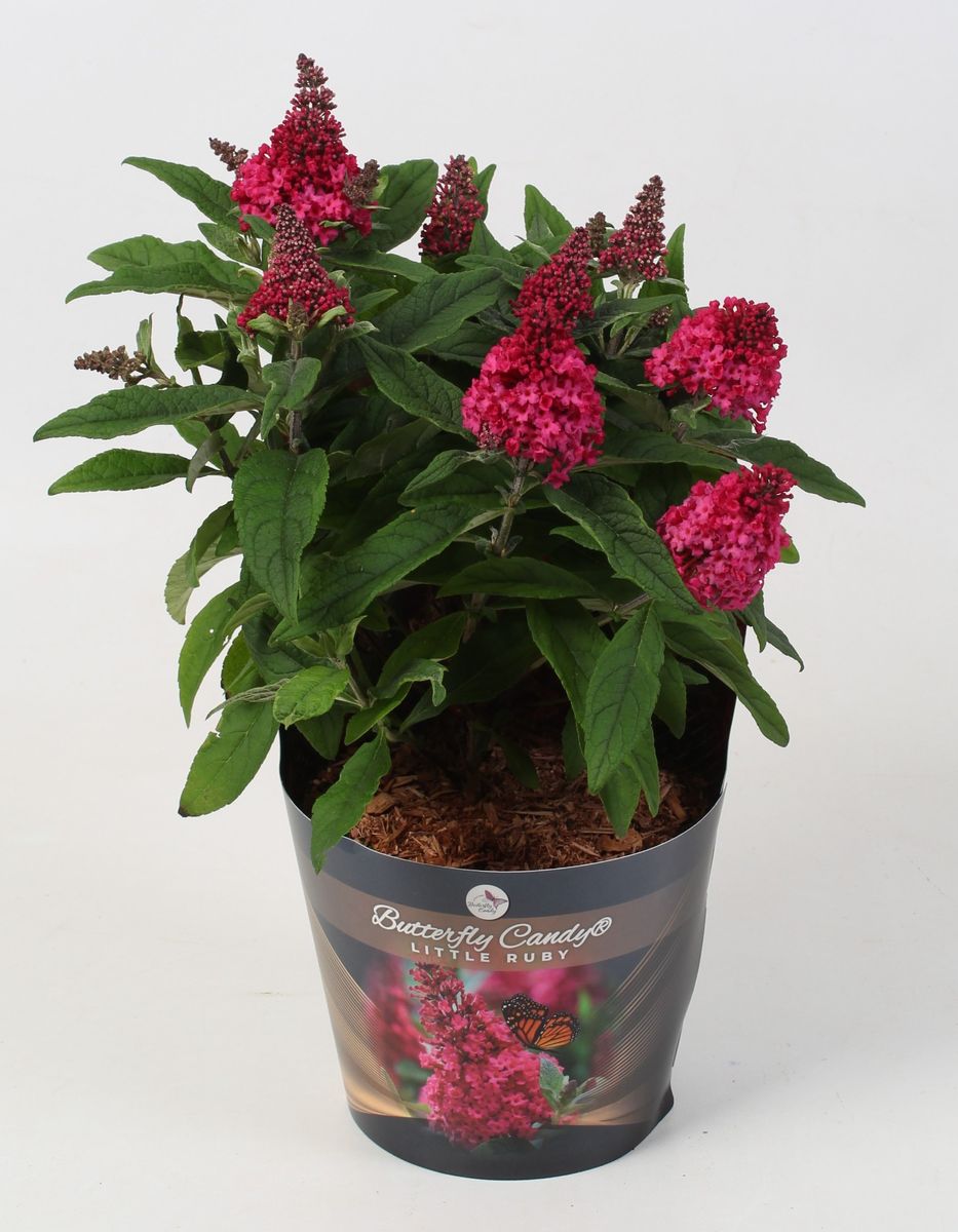 Buddleja davidii BUTTERFLY CANDY LITTLE RUBY — Plant Wholesale FlorAccess