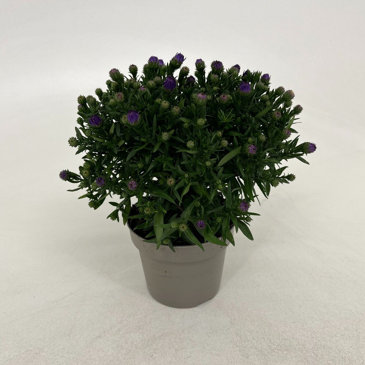 Aster ALPHA DARK PURPLE LAUNCH — Plant Wholesale FlorAccess