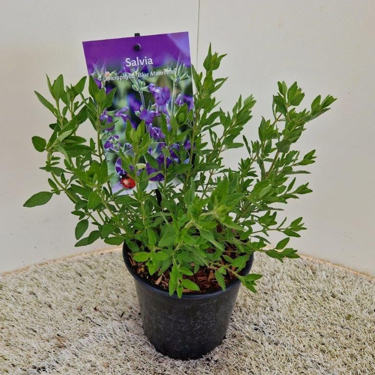 Salvia microphylla 'Blue Monrovia' — Plant Wholesale FlorAccess