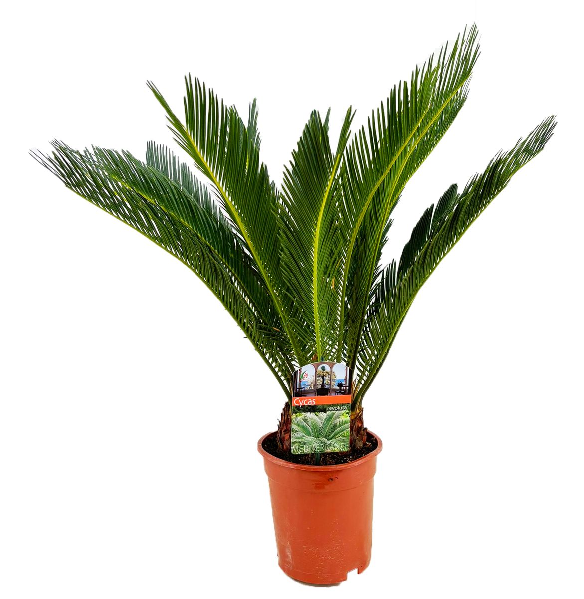 Cycas revoluta — Plant Wholesale FlorAccess