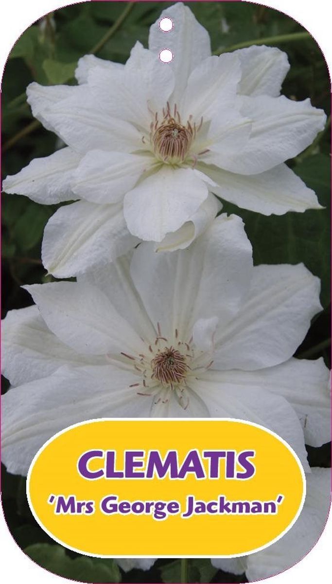 Clematis 'Mrs George Jackman' (LL) — Plant Wholesale FlorAccess