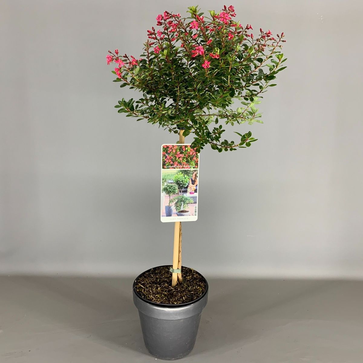Escallonia 'Red Dream' — Plant Wholesale FlorAccess