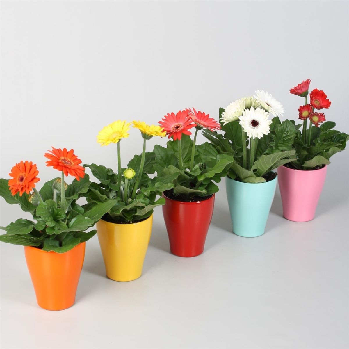 Gerbera MIX — Plant Wholesale FlorAccess
