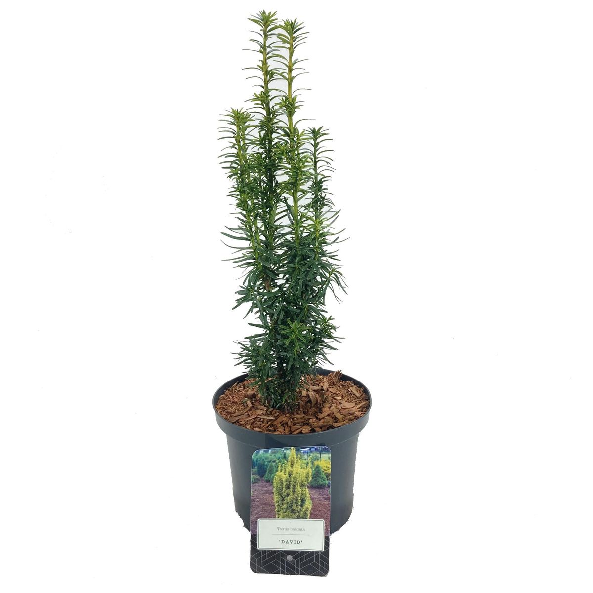 Taxus baccata 'David' — Plant Wholesale FlorAccess