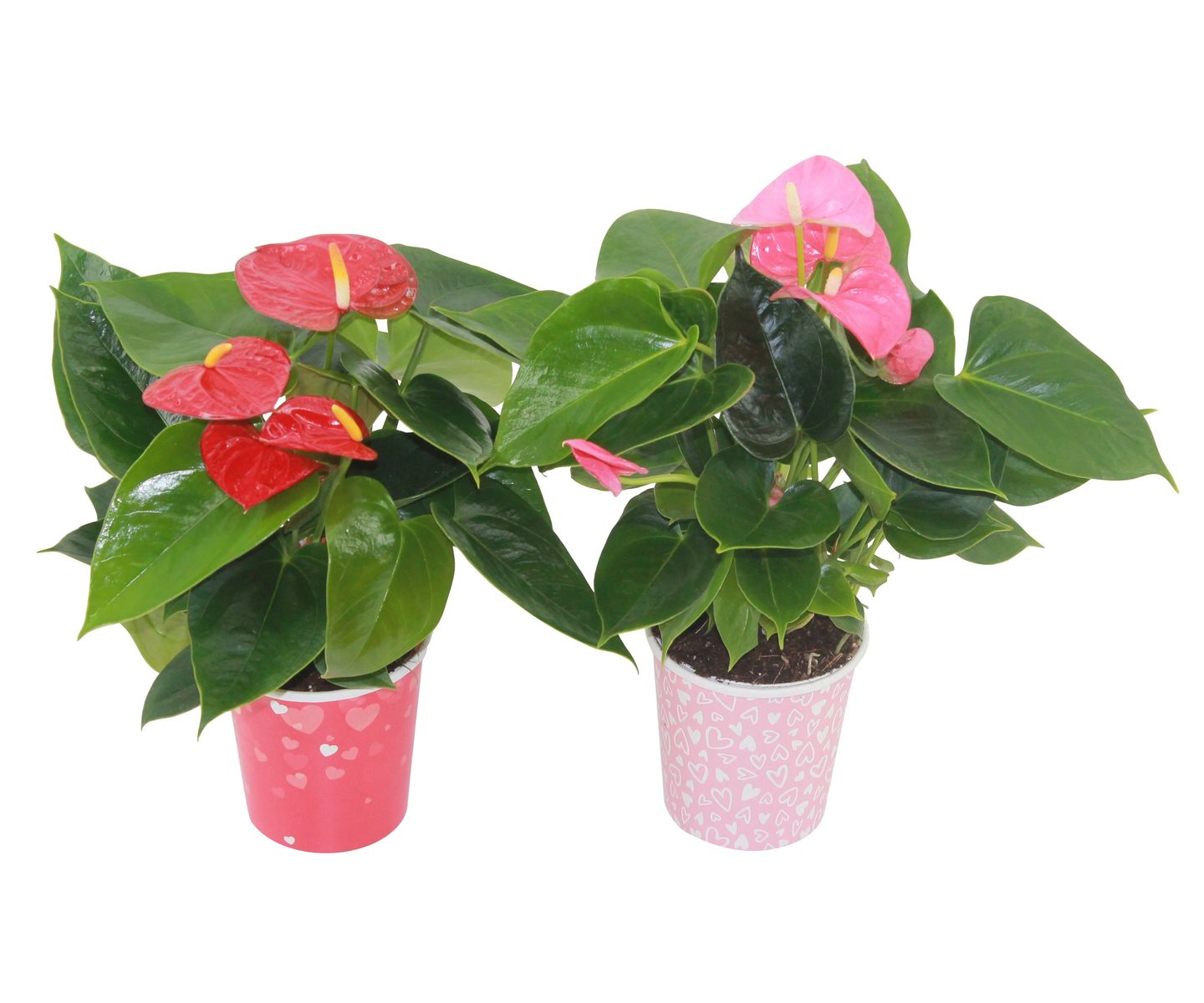 anthurium-flamingo-mix-floraccess