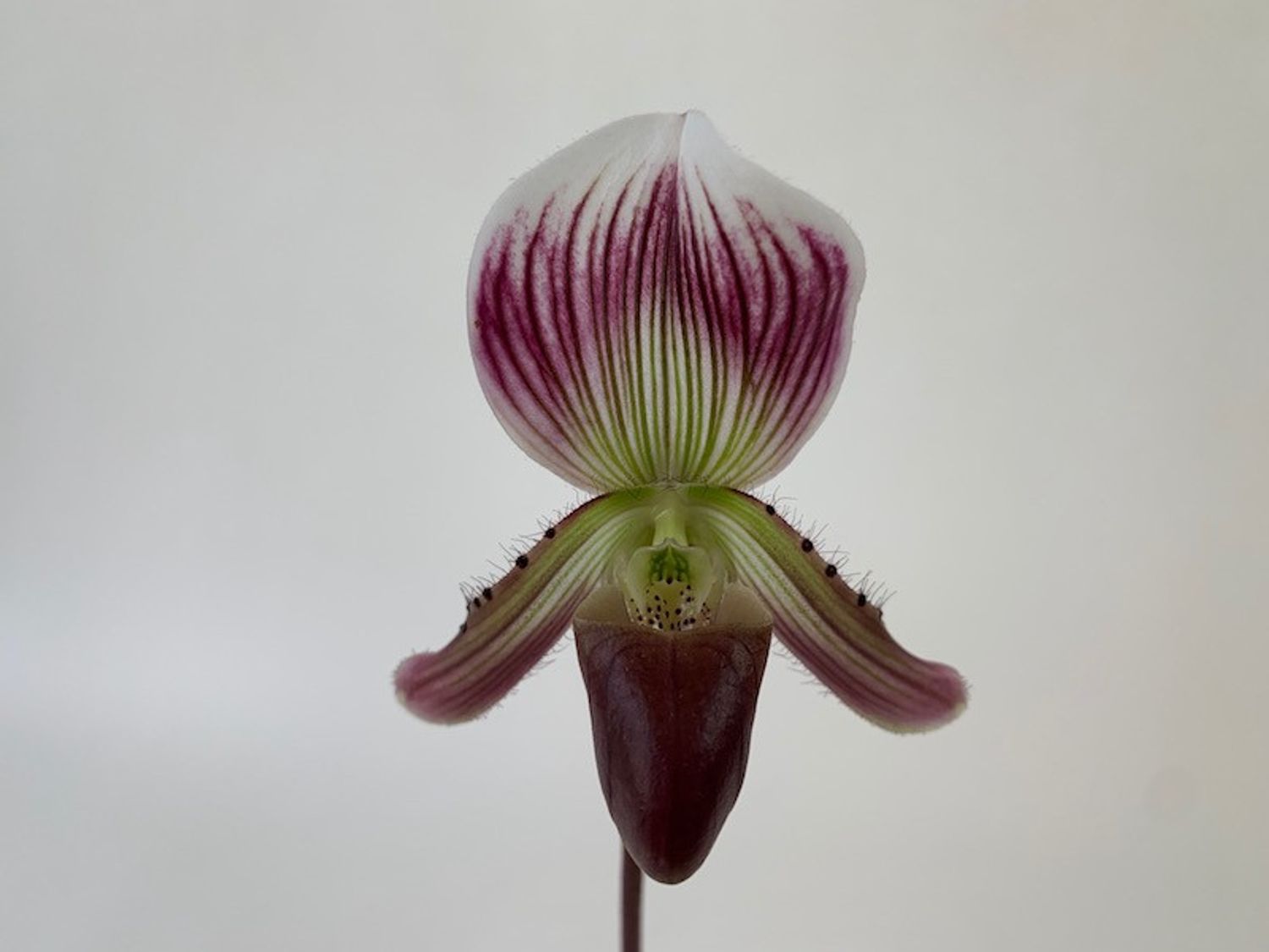 Paphiopedilum callosum sublaeve — Plant Wholesale FlorAccess