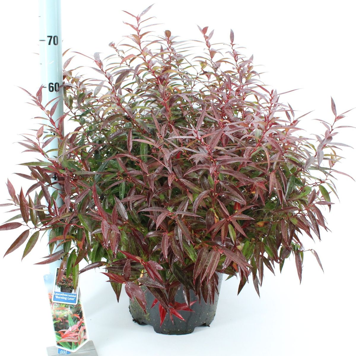 Leucothoe keiskei BURNING LOVE — Plant Wholesale FlorAccess