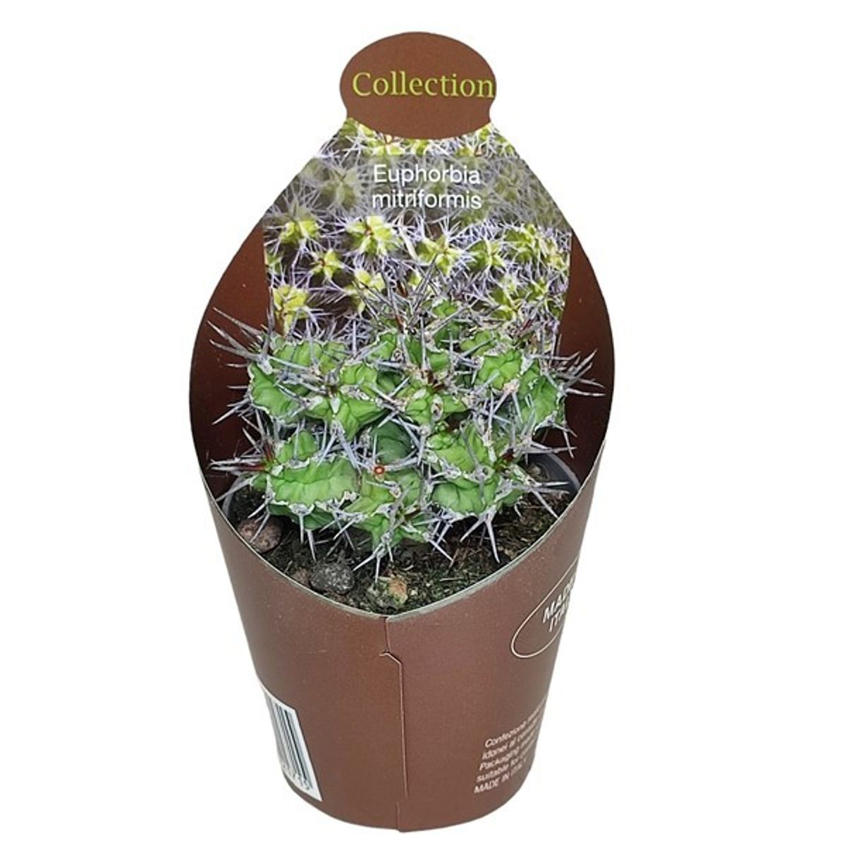 Euphorbia mitriformis — Plant Wholesale FlorAccess