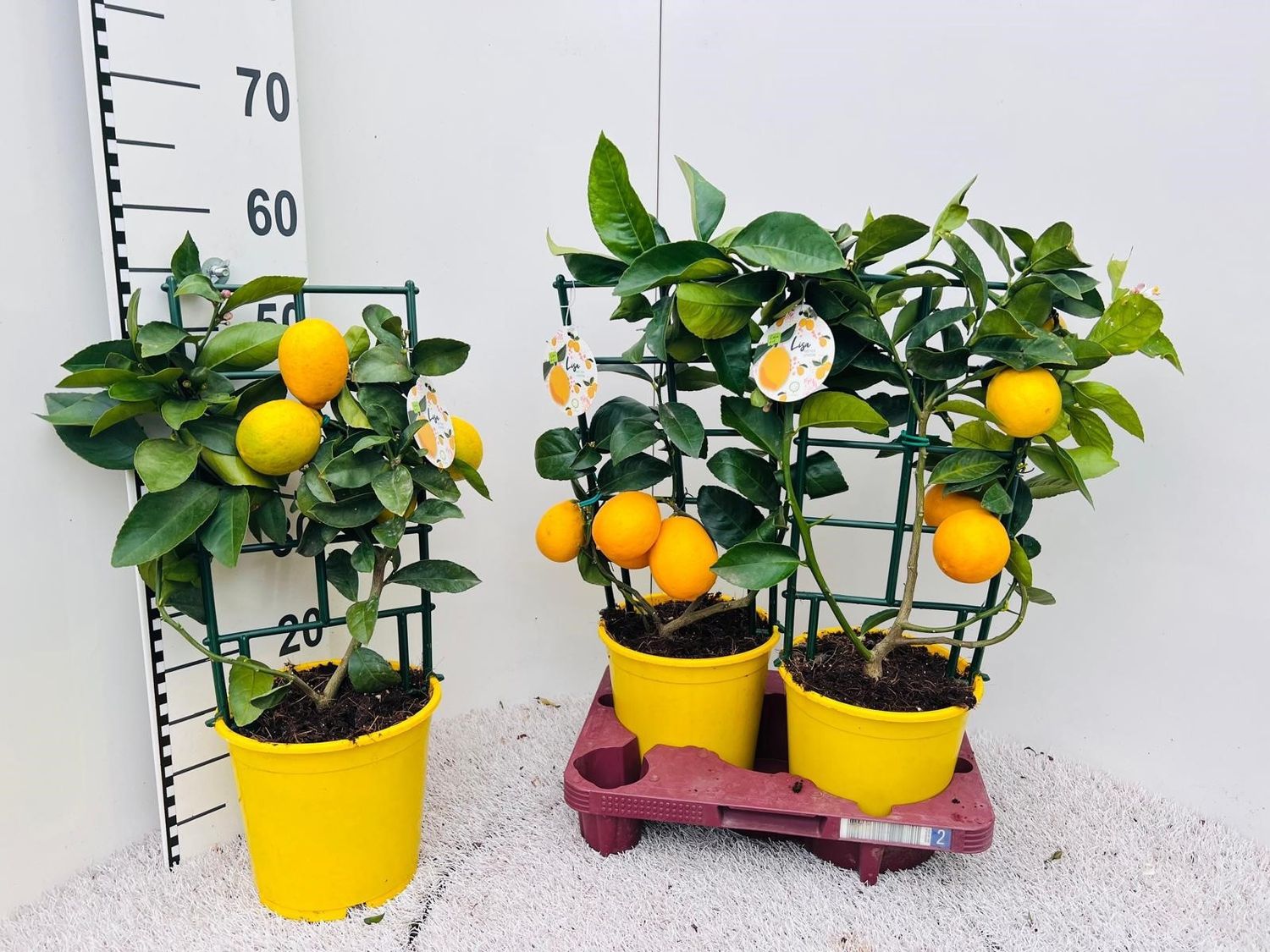 Citrus x meyeri 'Meyer' — Plant Wholesale FlorAccess