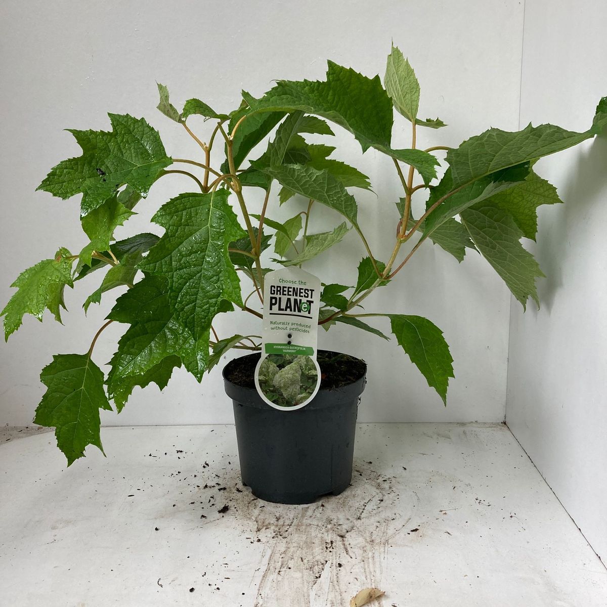 Hydrangea quercifolia 'Harmony' — Plant Wholesale FlorAccess