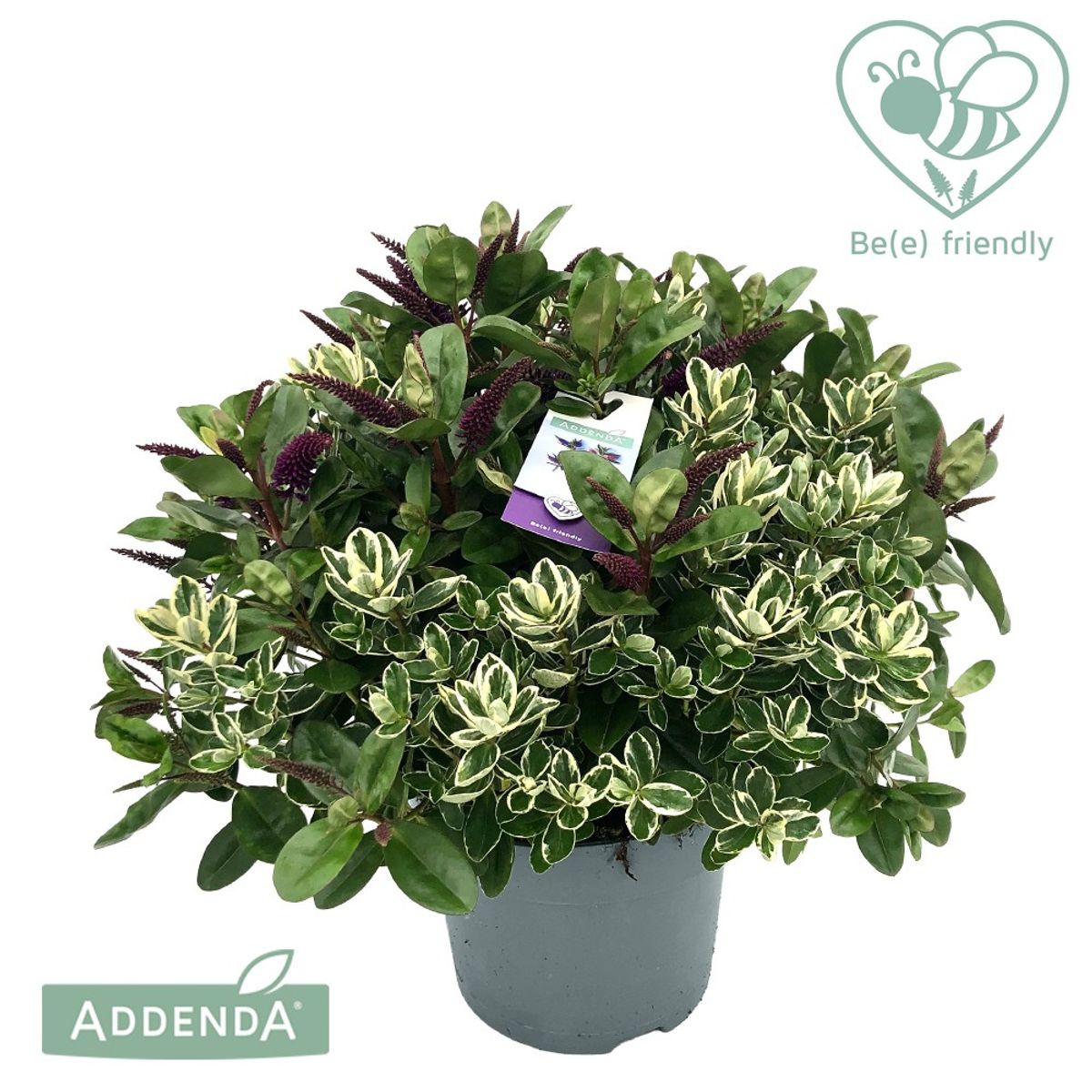 Hebe MIX IN POT — Plant Wholesale FlorAccess