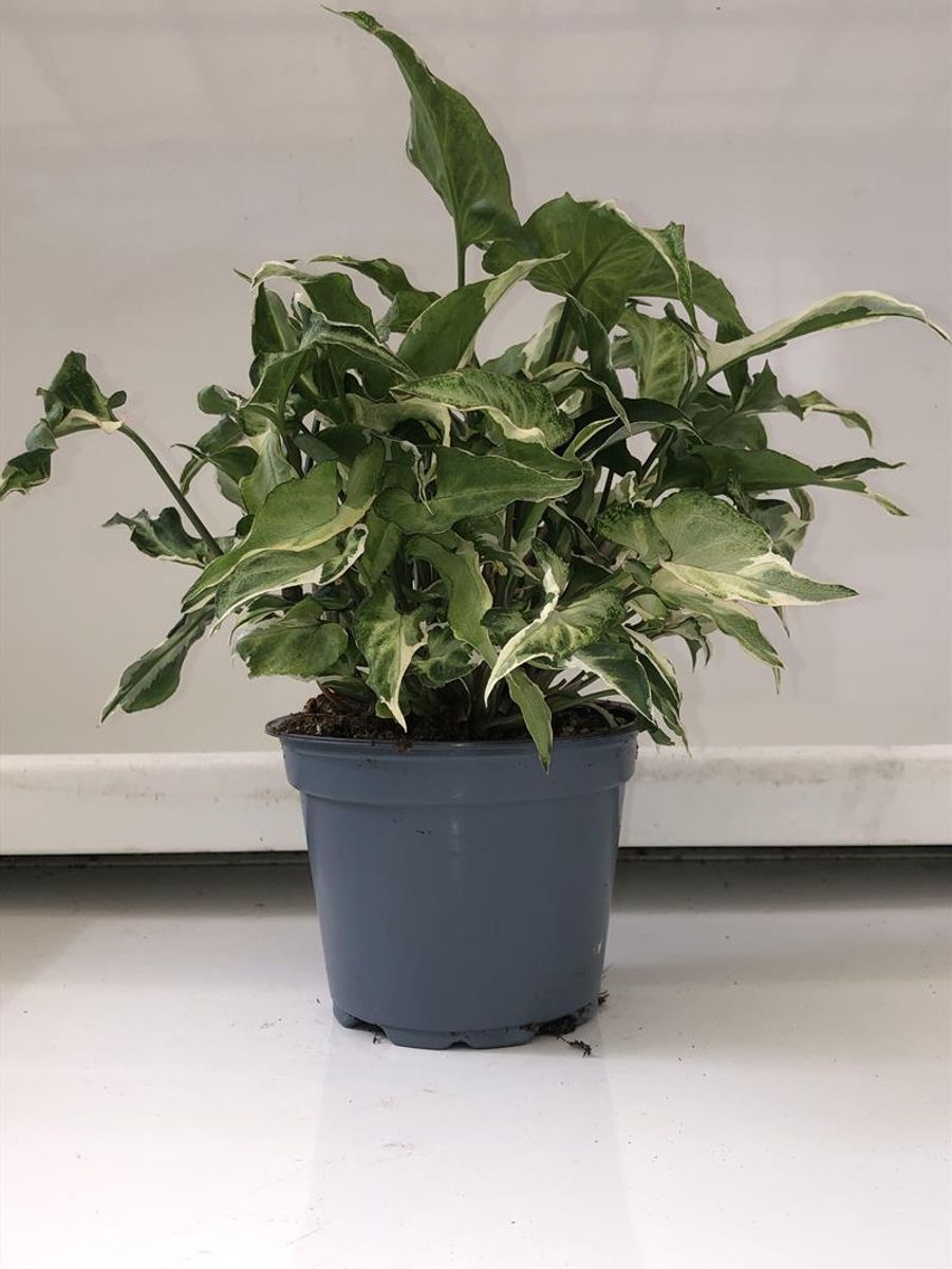 Syngonium 'Starlite' — Plant Wholesale FlorAccess