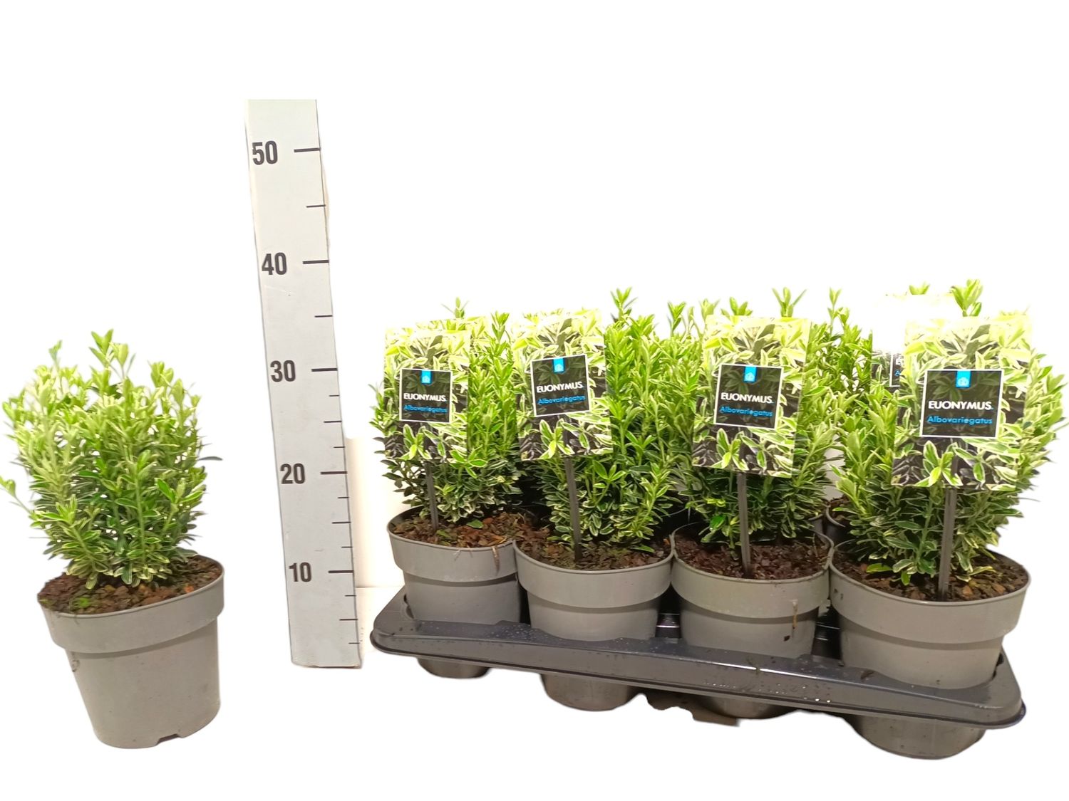 Euonymus japonicus 'Microphyllus Albovariegatus' — Plant Wholesale ...