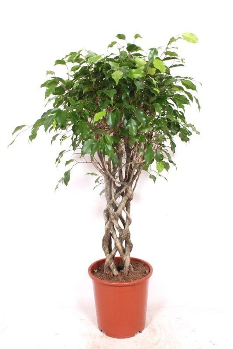 Ficus benjamina 'Exotica' — Plant Wholesale FlorAccess
