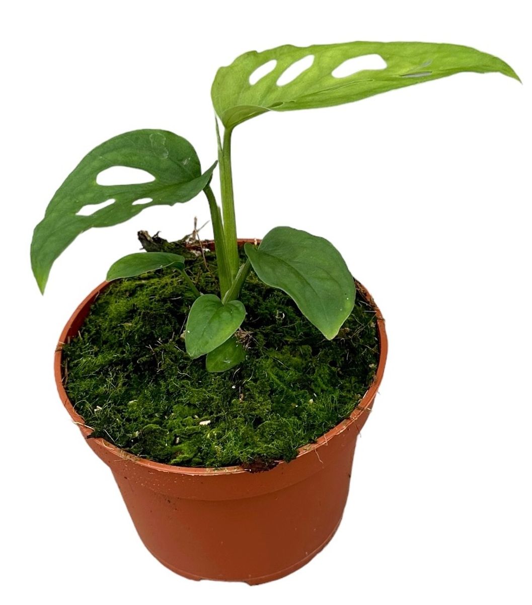 Monstera epipremnoides 'Esqueleto' — Plant Wholesale FlorAccess