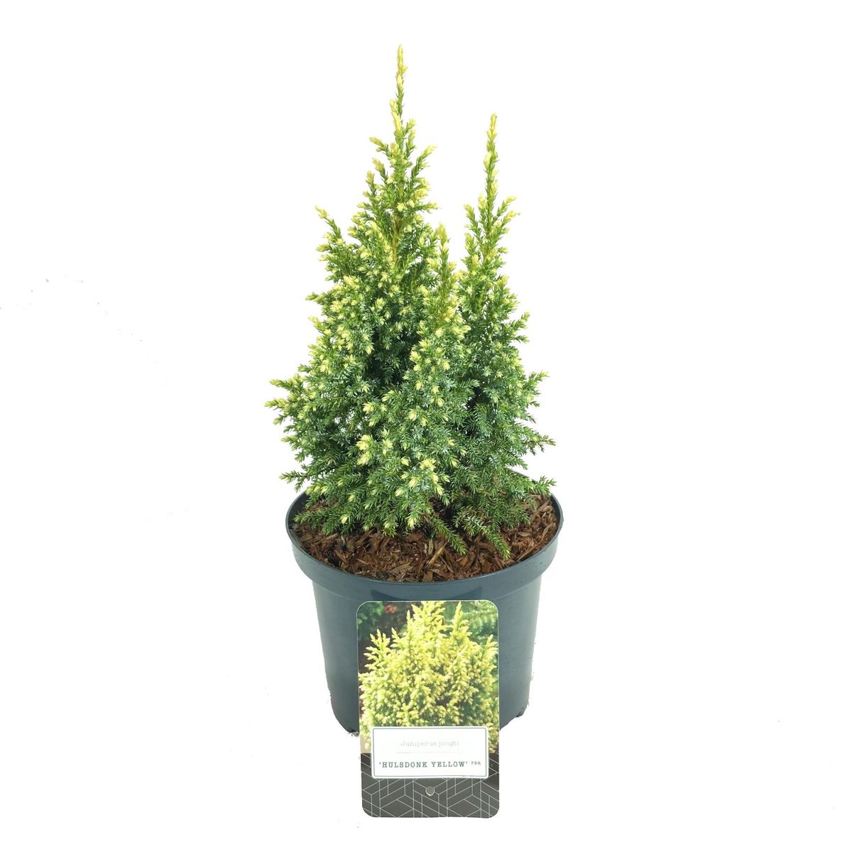 Juniperus pingii 'Hulsdonk Yellow' — Plant Wholesale FlorAccess
