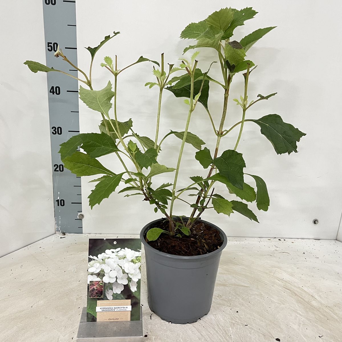 Hydrangea quercifolia SNOW QUEEN — Plant Wholesale FlorAccess