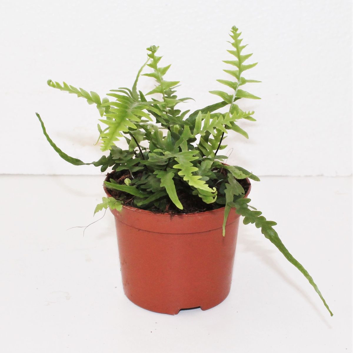 Asplenium ebenoides — Plant Wholesale FlorAccess