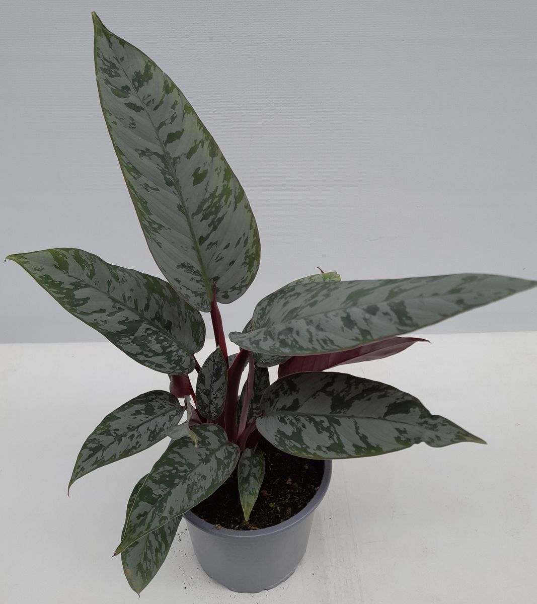 Apoballis acuminatissima — Plant Wholesale FlorAccess