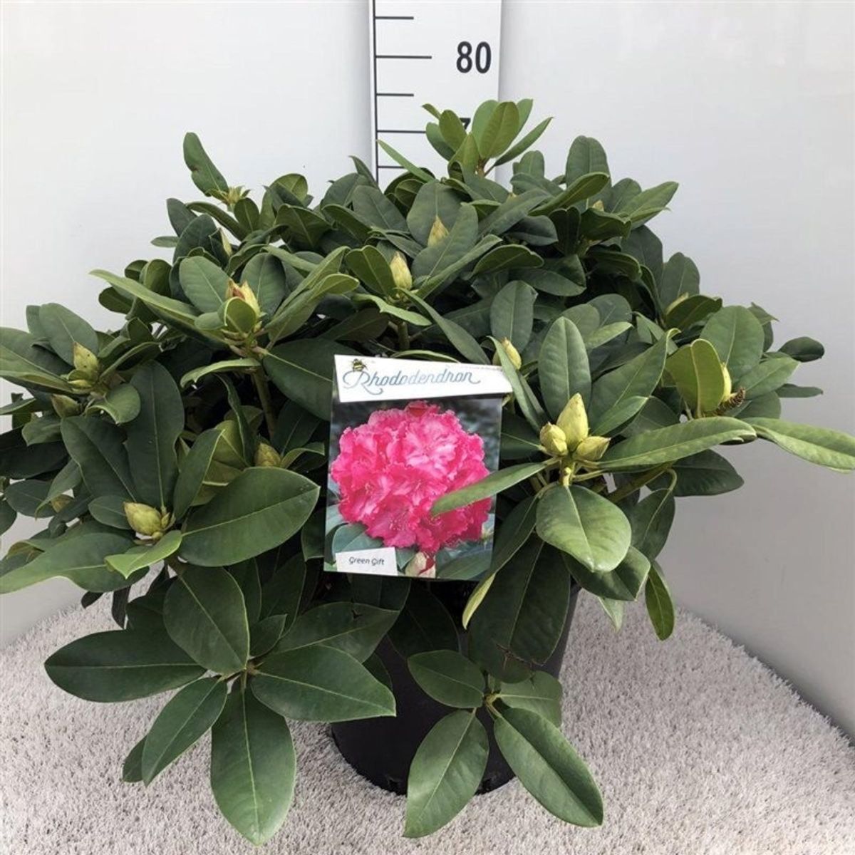Rhododendron 'Germania' — Plant Wholesale FlorAccess