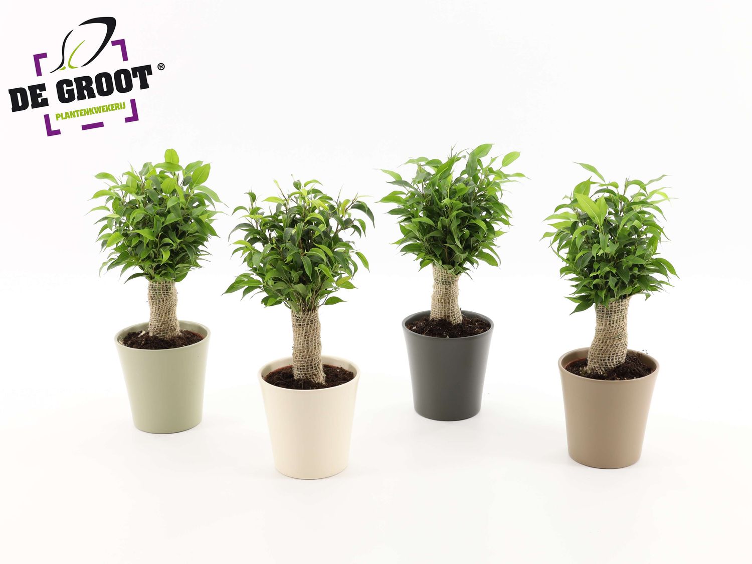 Ficus benjamina 'Natasja' — Plant Wholesale FlorAccess