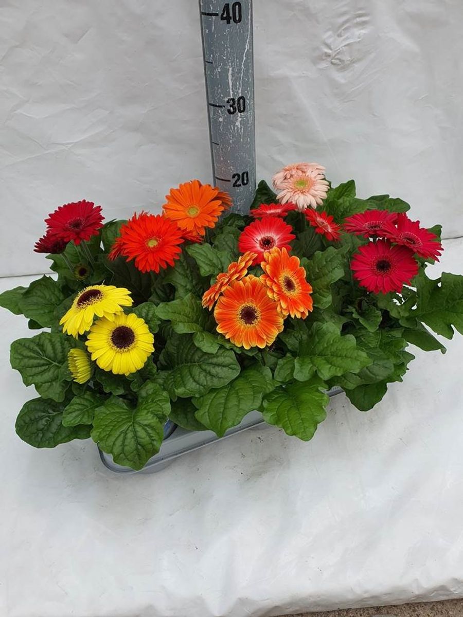 Gerbera SUNDAYZ MIX — Plant Wholesale FlorAccess
