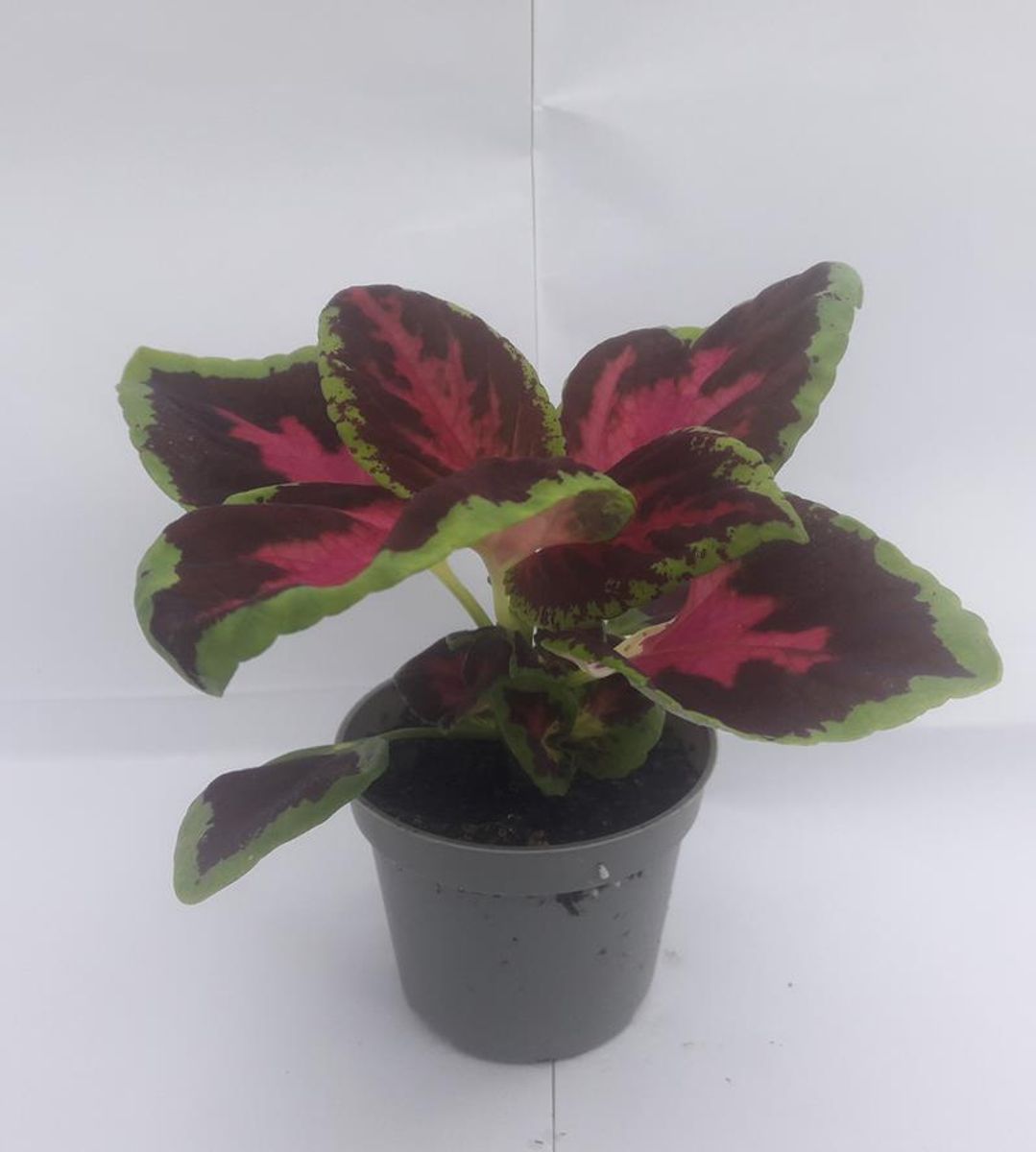 Coleus 'Vincent van Gogh' — Plant Wholesale FlorAccess