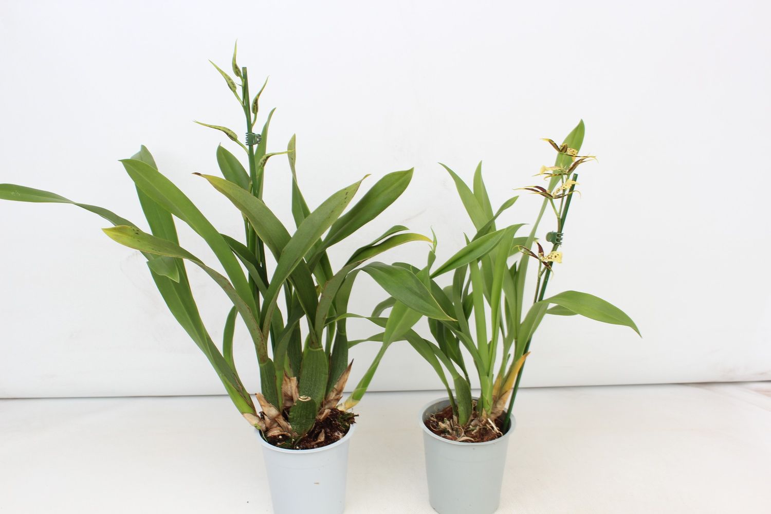 Brassia Eternal Wind 'Summer Dream' — Plant Wholesale FlorAccess