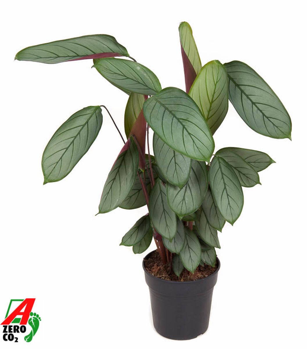Ctenanthe 'Silver Star' — Plant Wholesale FlorAccess