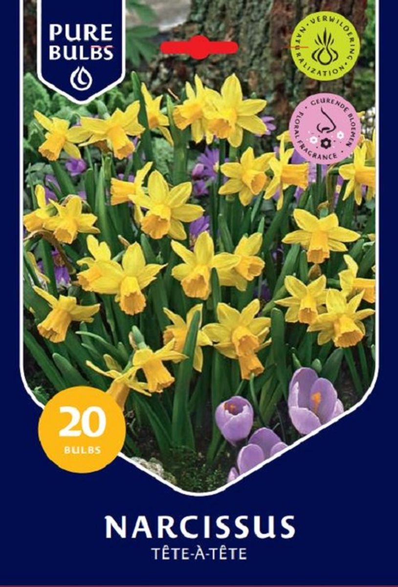 Narcissus 'Tête-à-Tête' — Plant Wholesale FlorAccess