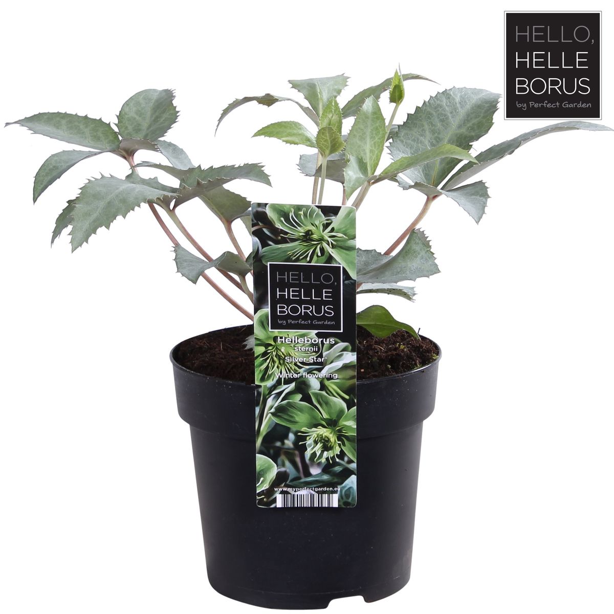 Helleborus x sternii 'Silver Star' — Plant Wholesale FlorAccess