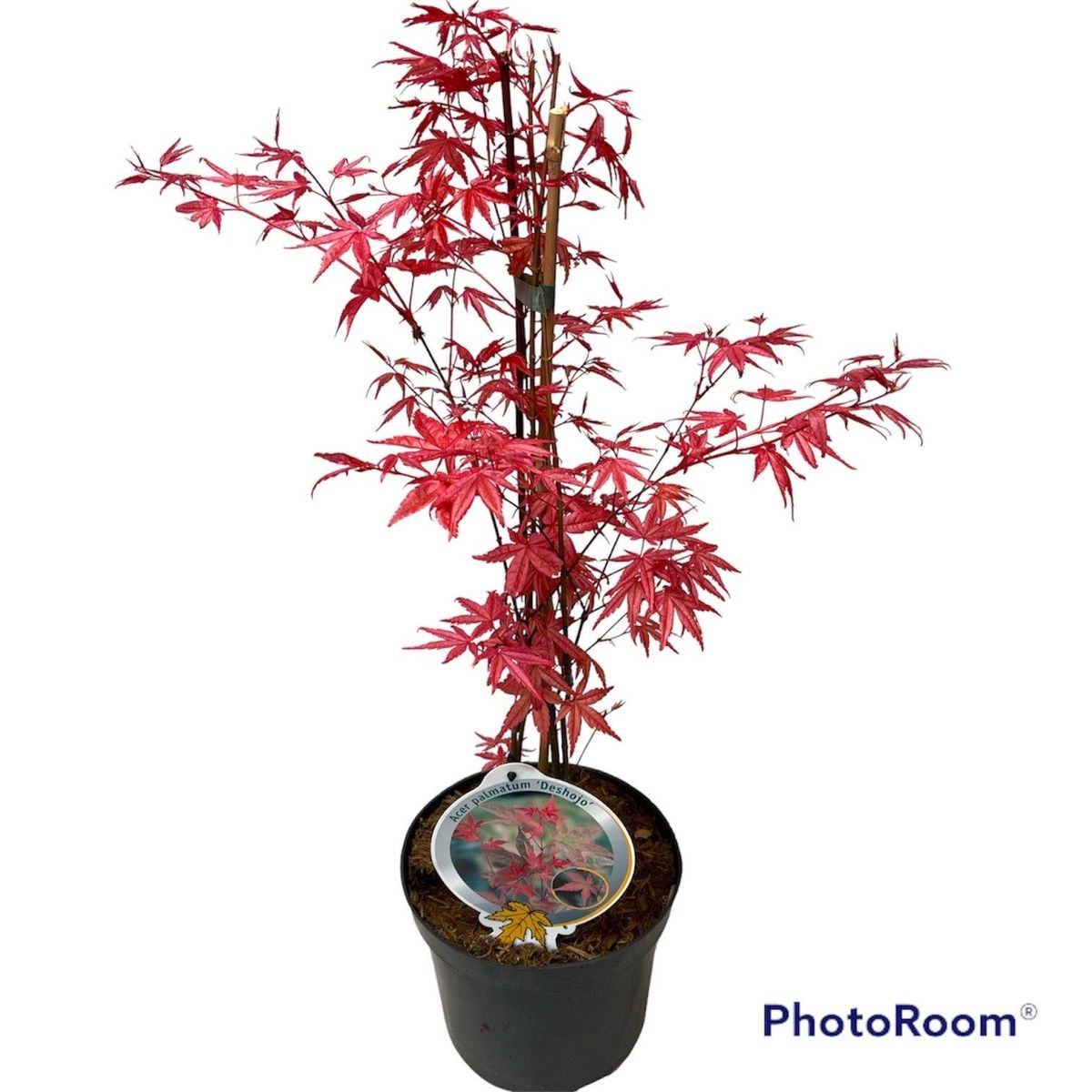 Acer palmatum 'Deshôjô' — Рослини оптом FlorAccess