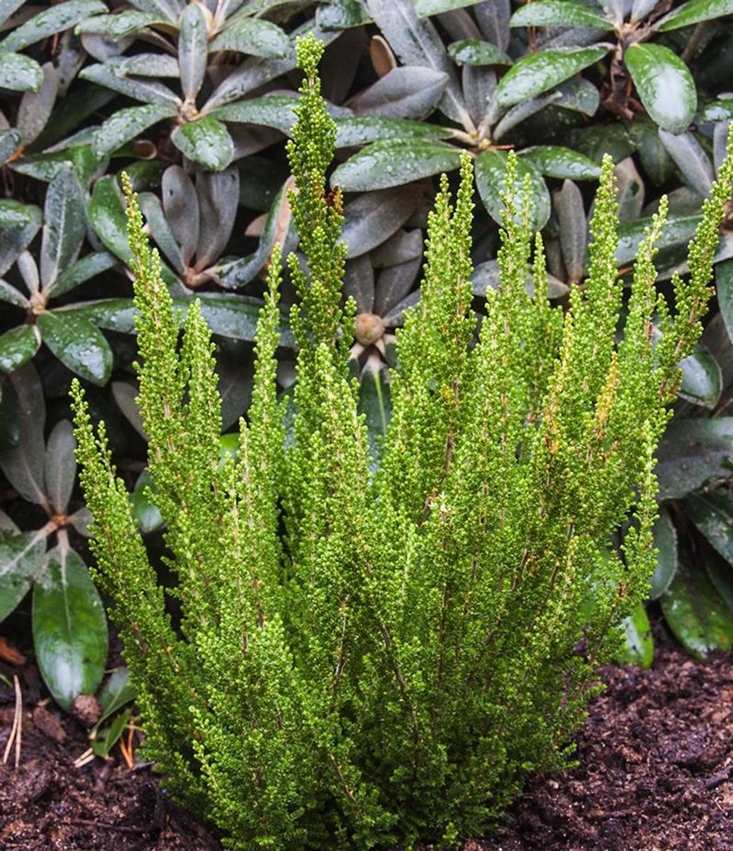 Calluna vulgaris GARDEN GIRLS ZELIA — Plant Wholesale FlorAccess