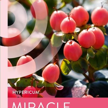 Hypericum MIRACLE BLOSSOM — Vendita all'ingrosso piante FlorAccess