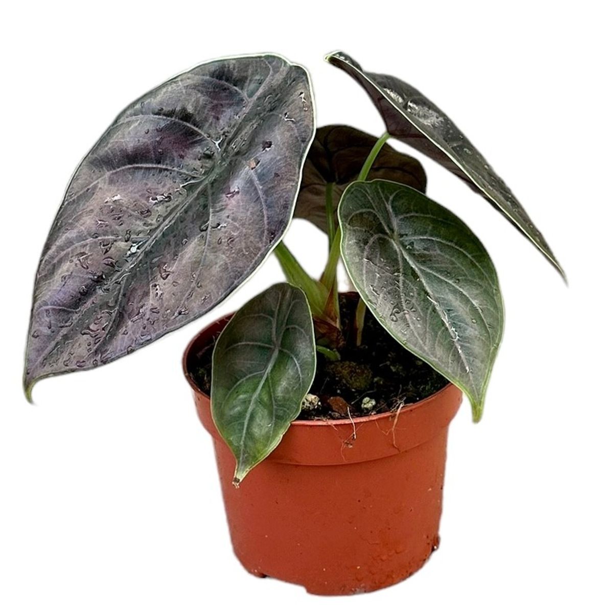 Alocasia azlanii — Plant Wholesale FlorAccess