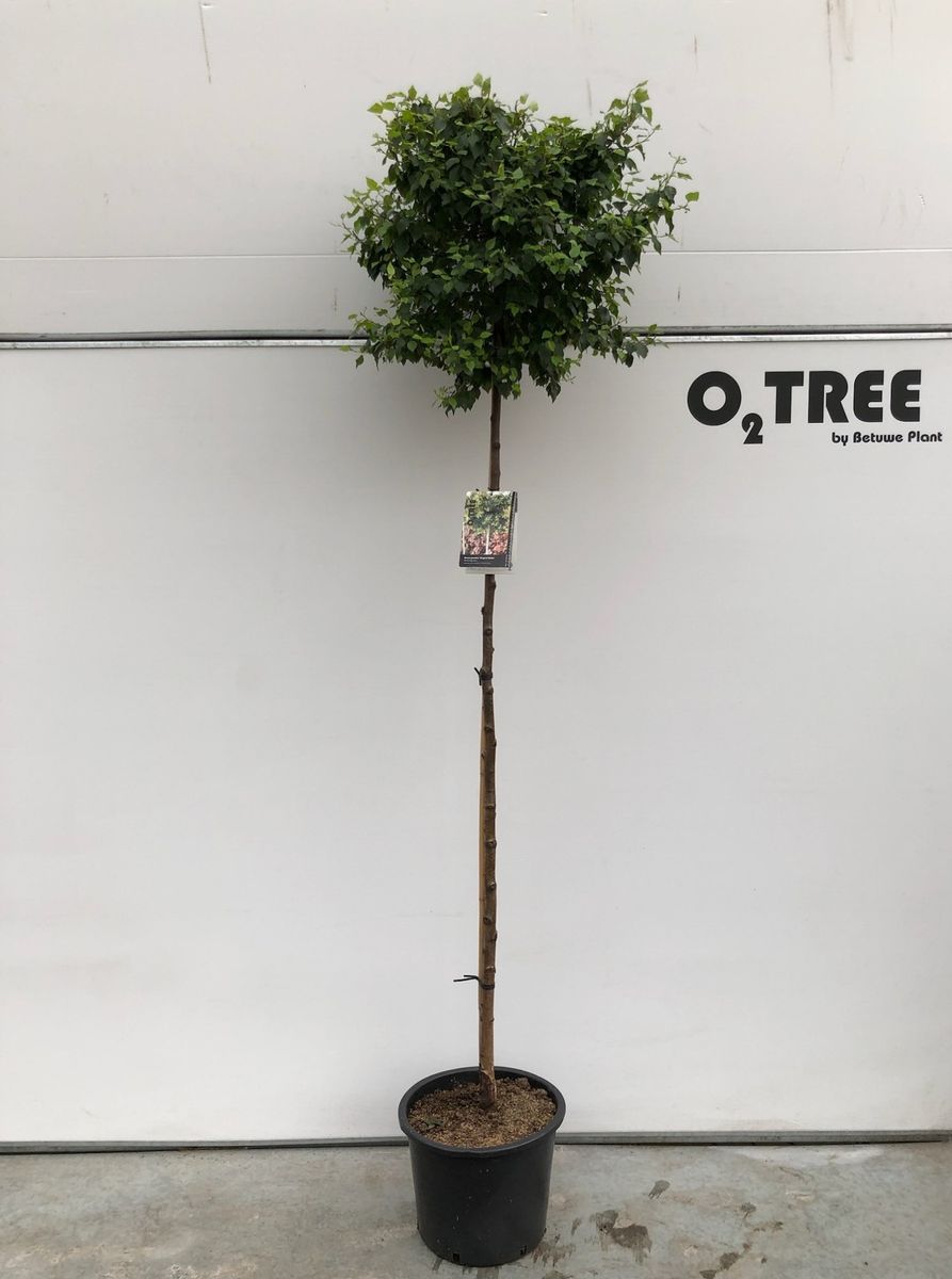 Betula pendula MAGICAL GLOBE — Hurtownia roślin FlorAccess