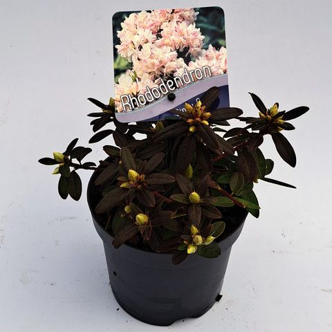 Rhododendron 'Ginny Gee' — Plant Wholesale FlorAccess