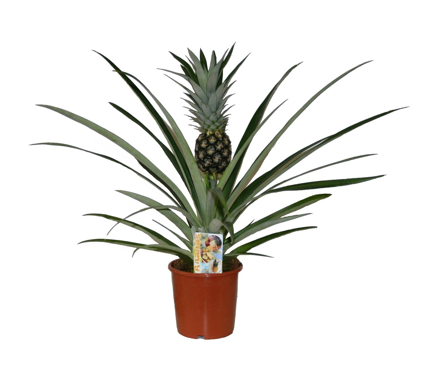 Ananas 'Champaca' — Plant Wholesale FlorAccess