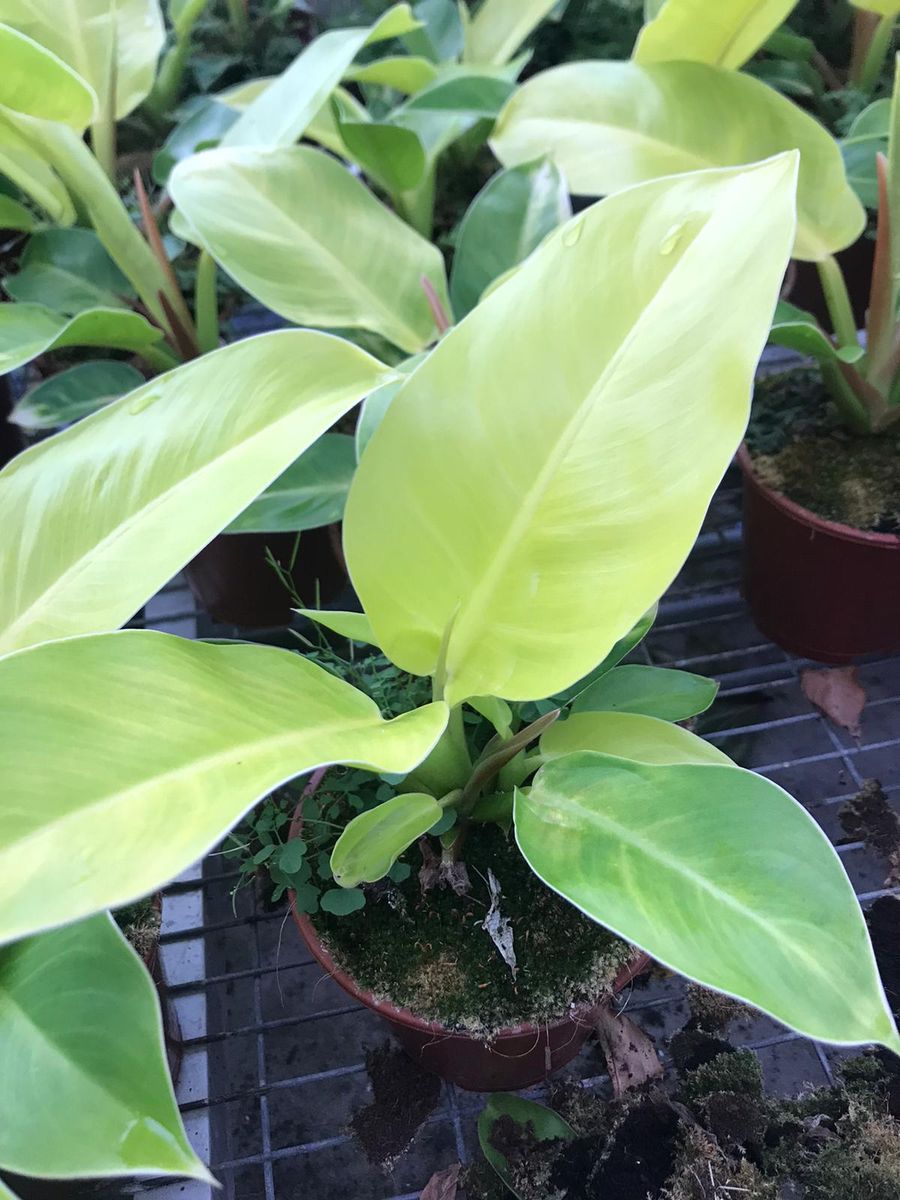 Philodendron 'Moonlight' — Plant Wholesale FlorAccess