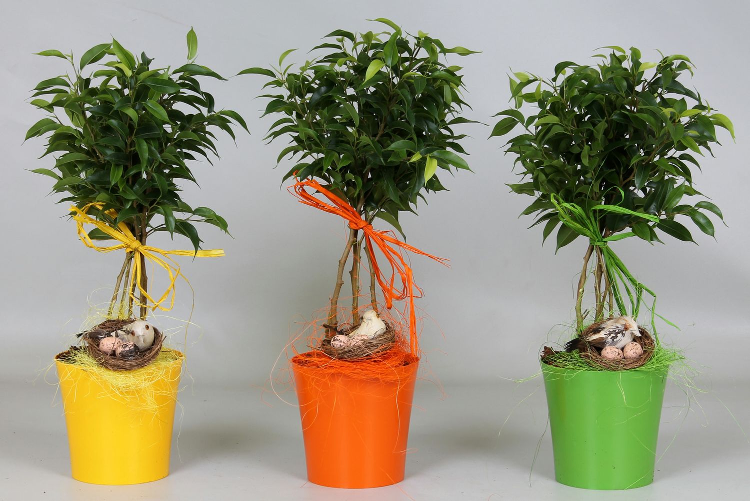 Ficus benjamina 'Natasja' — Plant Wholesale FlorAccess