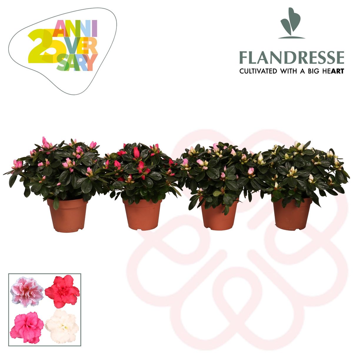 Rhododendron AZALEA MIX — Plant Wholesale FlorAccess