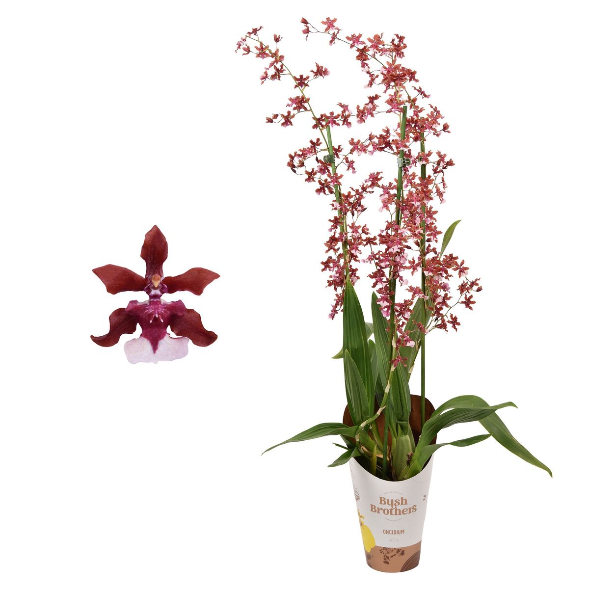 Oncidium Sharry Baby — Plant Wholesale FlorAccess