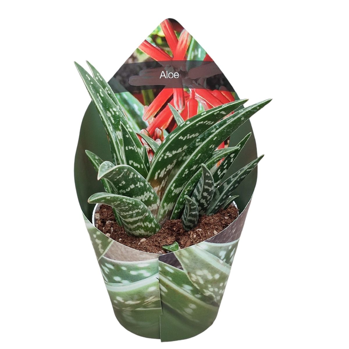 Aloe variegata — Plant Wholesale FlorAccess