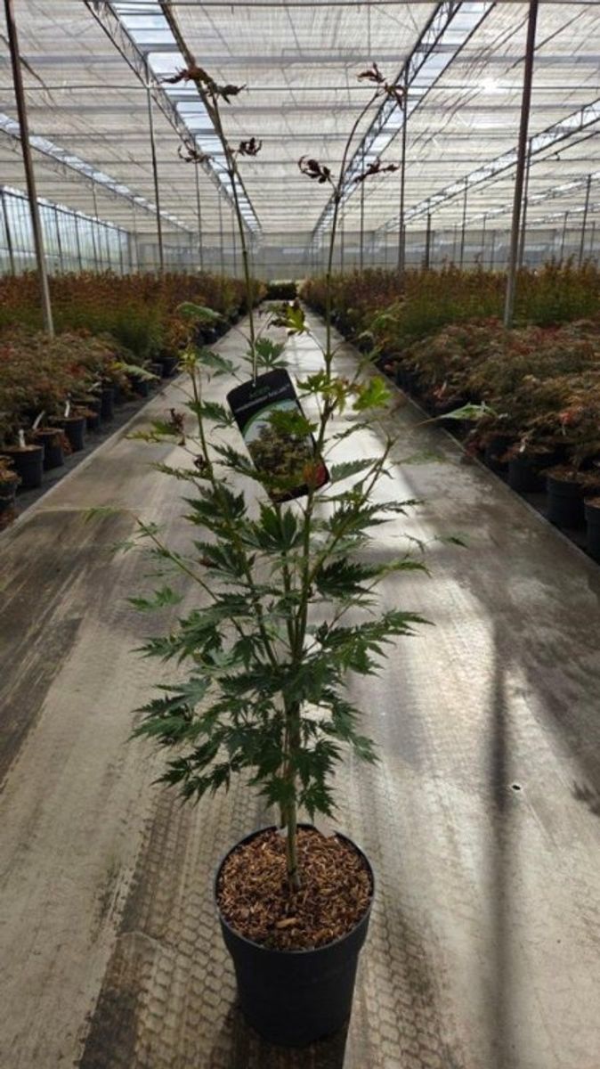 Acer ARCTIC JADE — Plant Wholesale FlorAccess