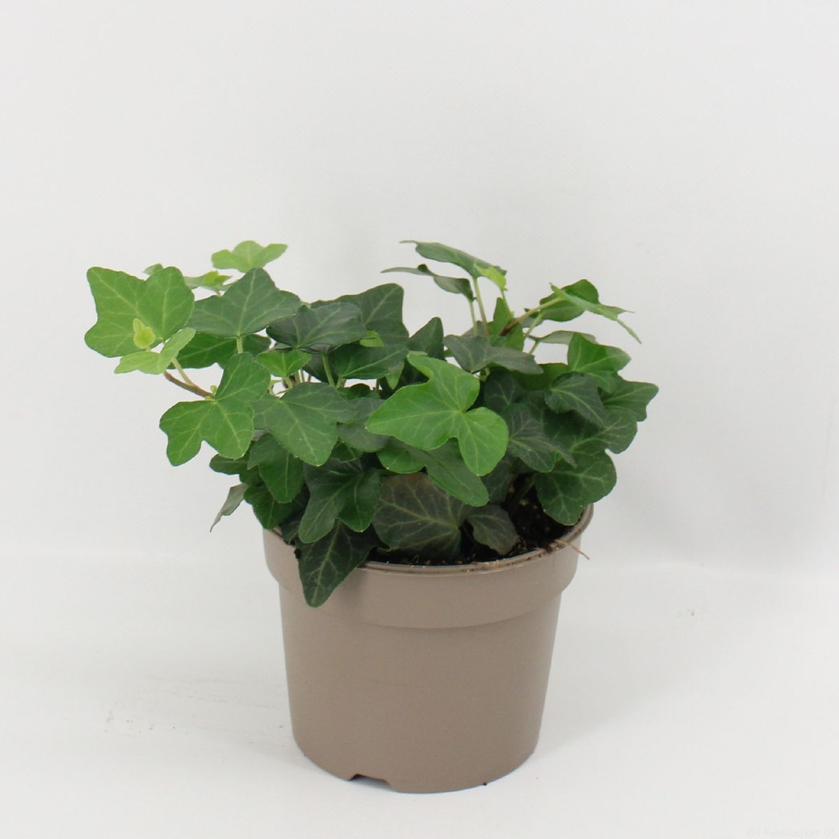 Hedera helix 'Wonder' — Plant Wholesale FlorAccess