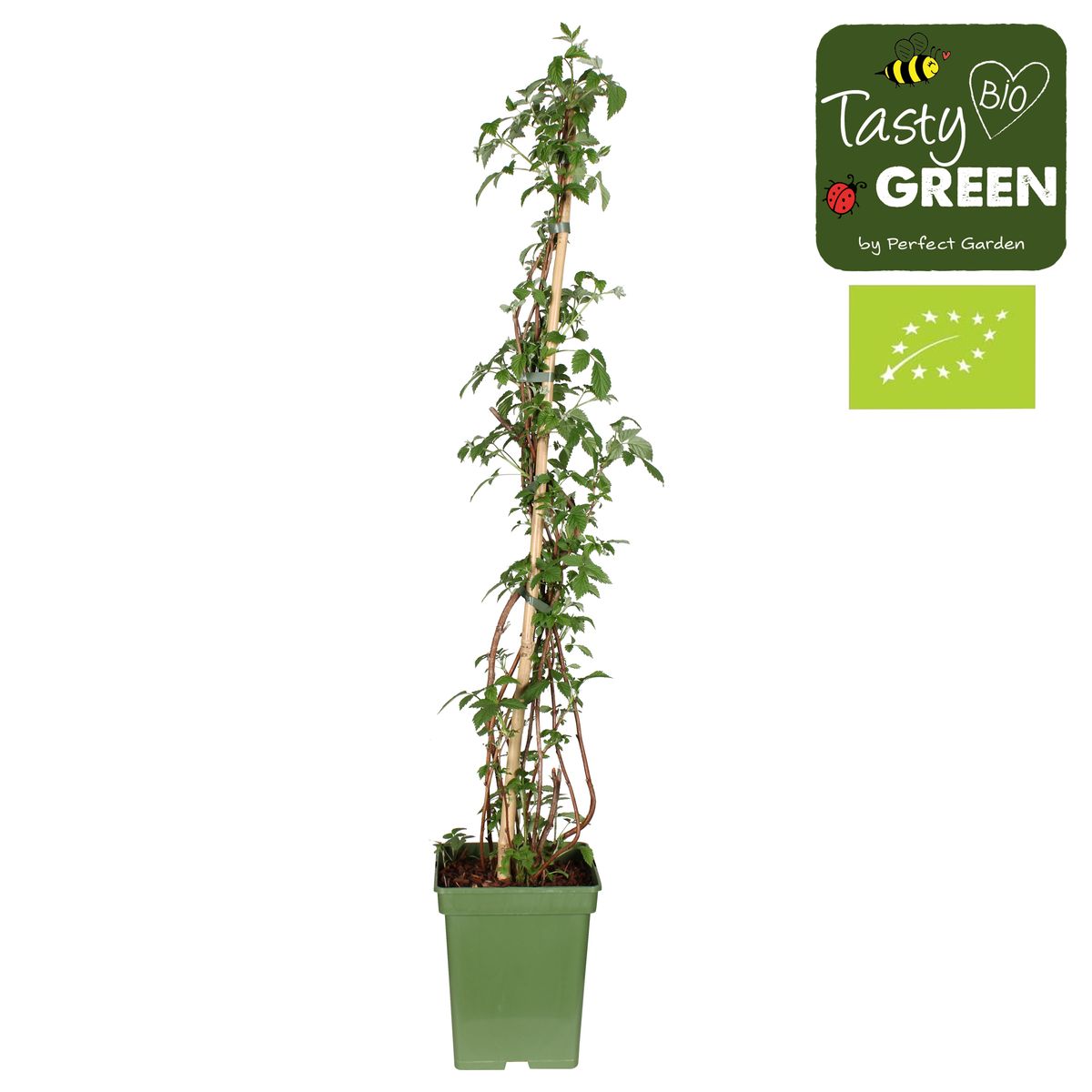 Rubus idaeus 'Tulameen' — Plant Wholesale FlorAccess
