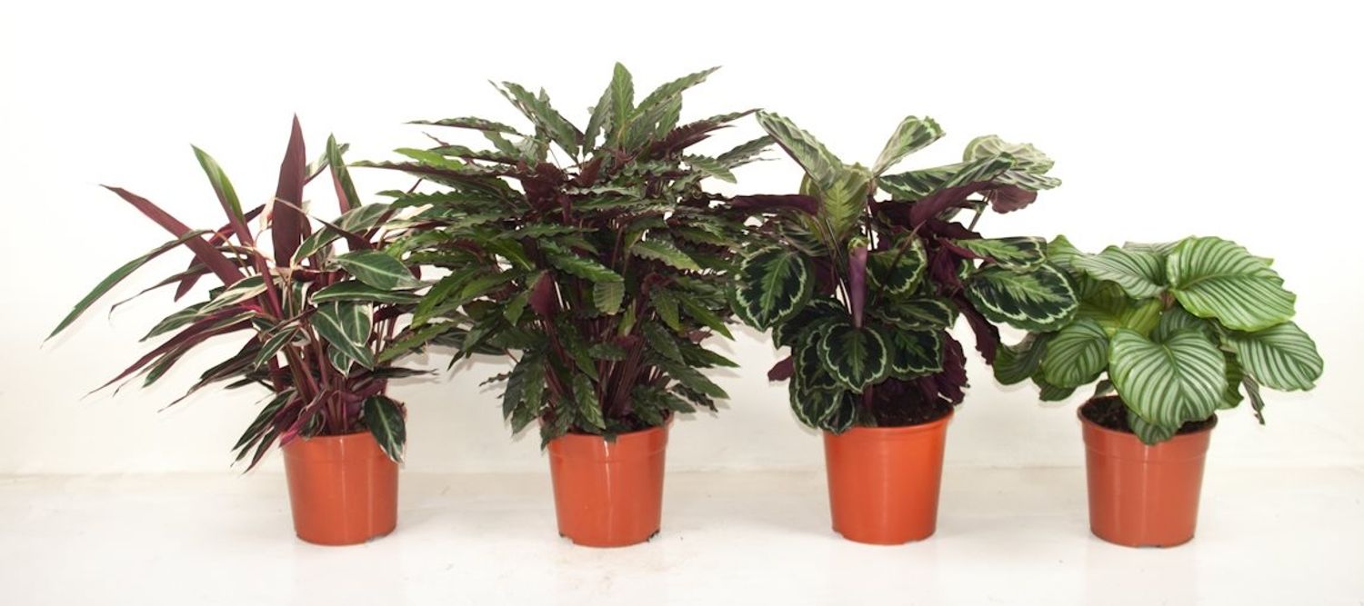 Calathea MIX — Plant Wholesale FlorAccess