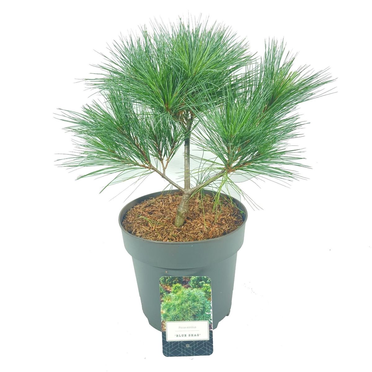 Pinus strobus 'Blue Shag' — Plant Wholesale FlorAccess
