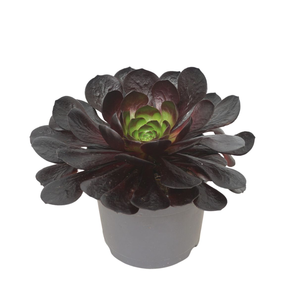 x Semponium 'Destiny' — Plant Wholesale FlorAccess